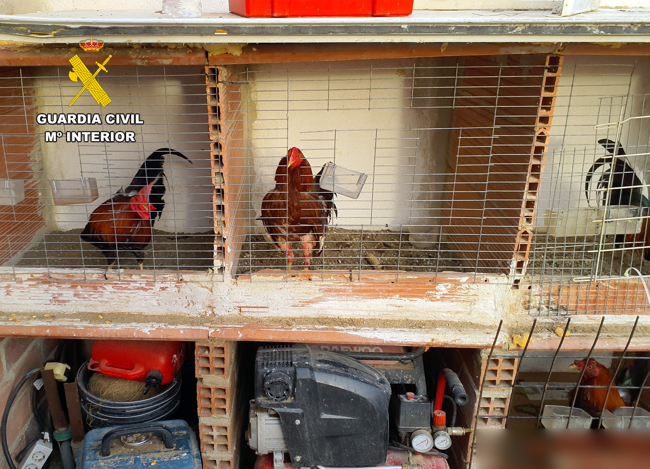 La Guardia Civil esclarece en Torre Pacheco un caso de maltrato animal ...